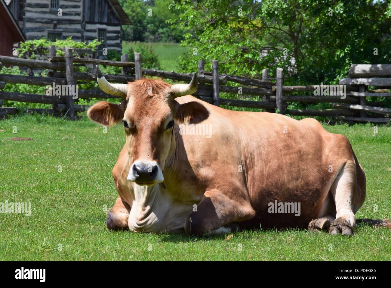 male cow laying in the grass Stock Photo - Alamy