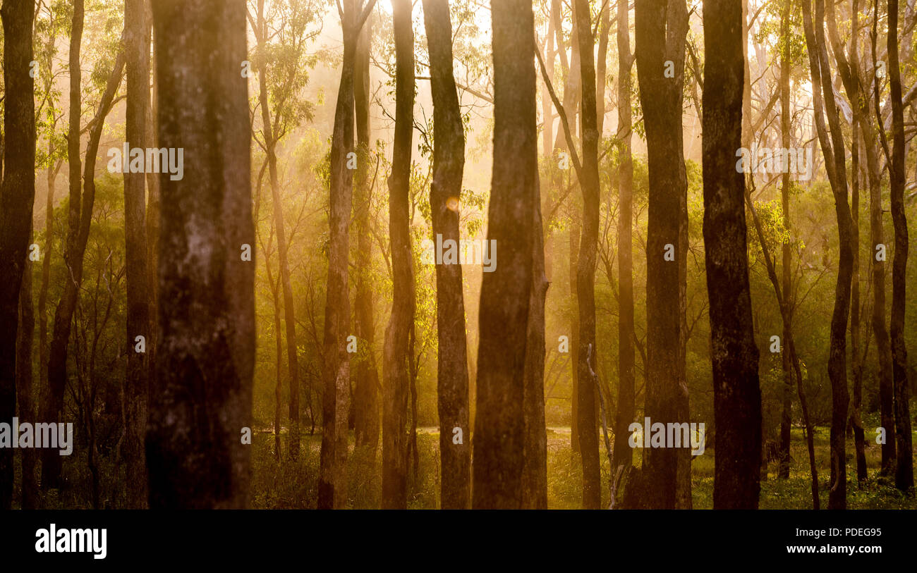 Tuart national park hi-res stock photography and images - Alamy