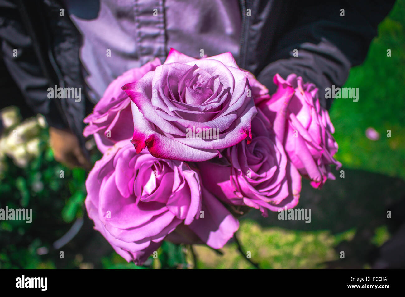 Artistic rose capture hi-res stock photography and images - Alamy