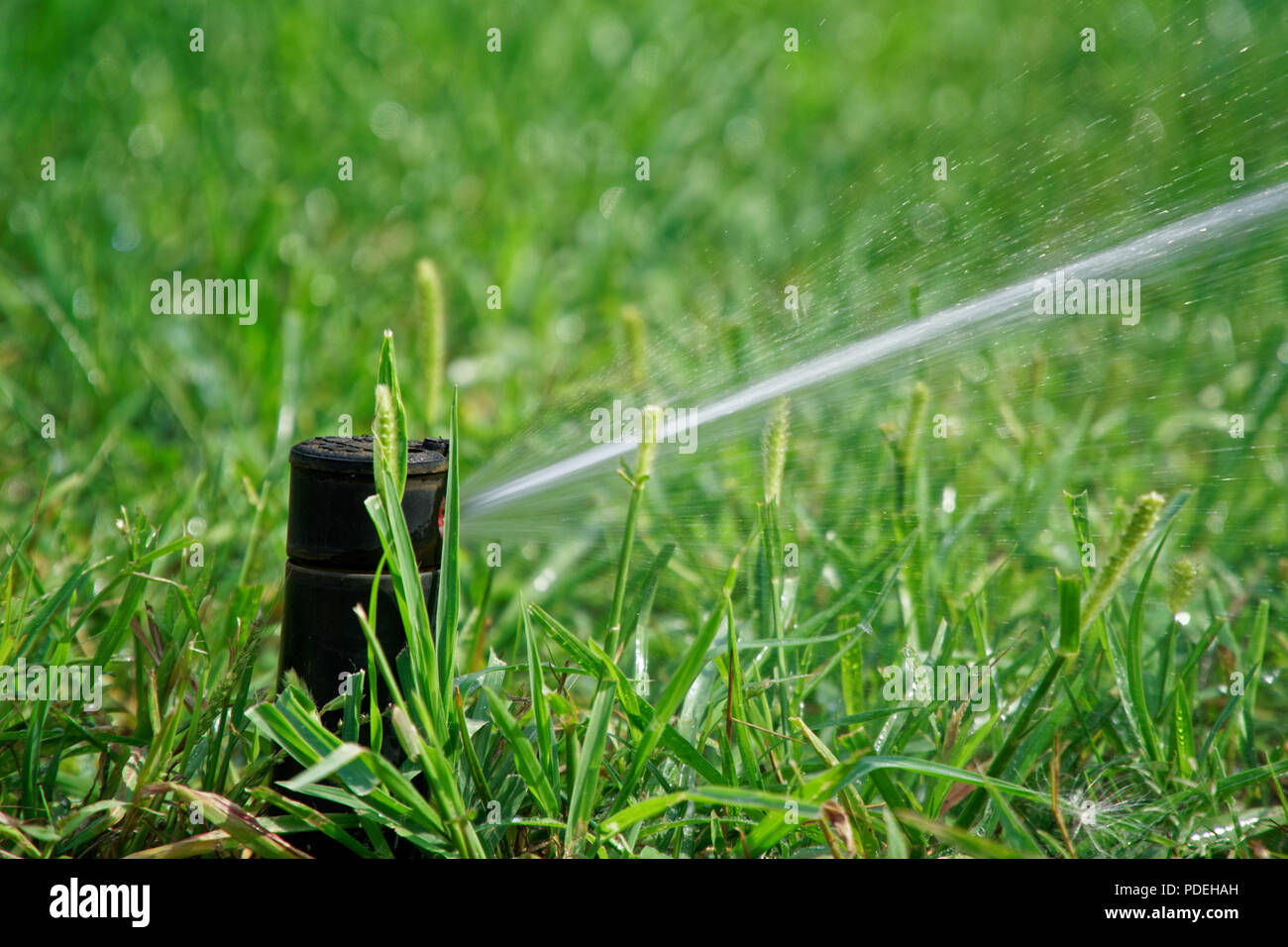 Sprinkler system watering grass in park, splash water Stock Photo - Alamy