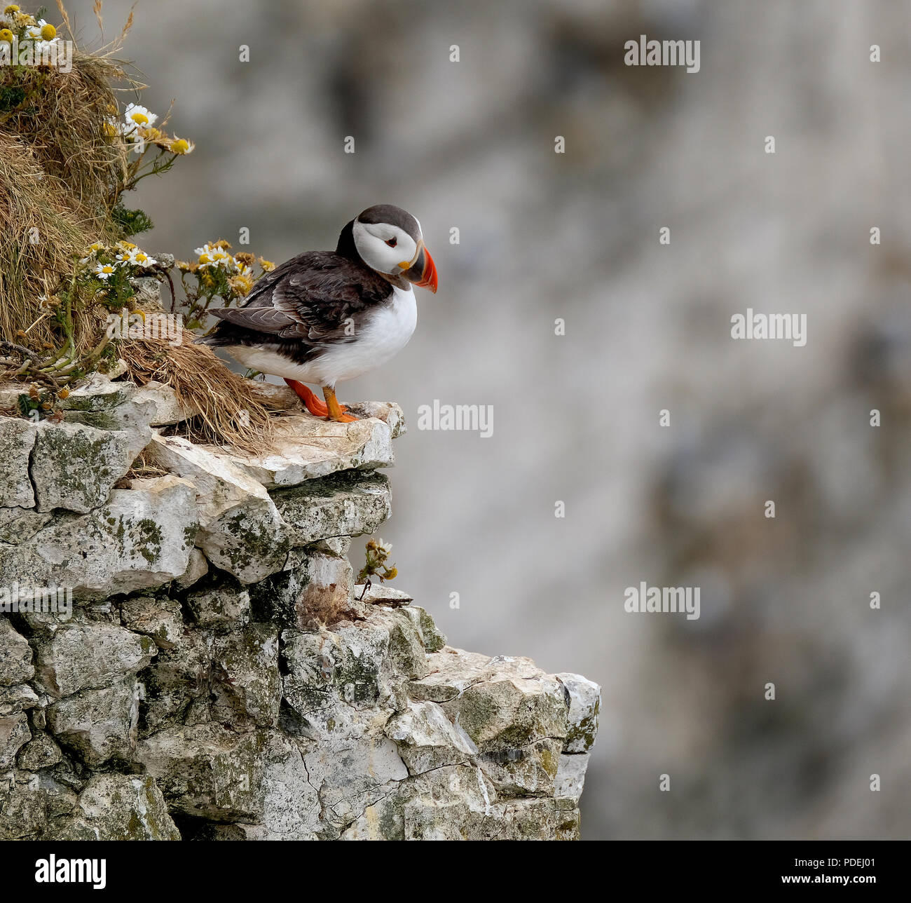 Identify birds hi-res stock photography and images - Alamy