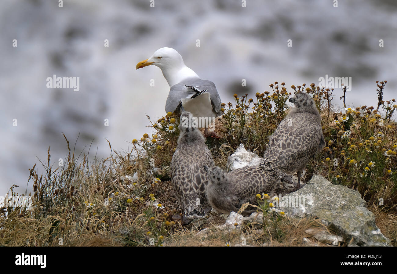 Herring gulls are large, noisy gulls found throughout the year around ...