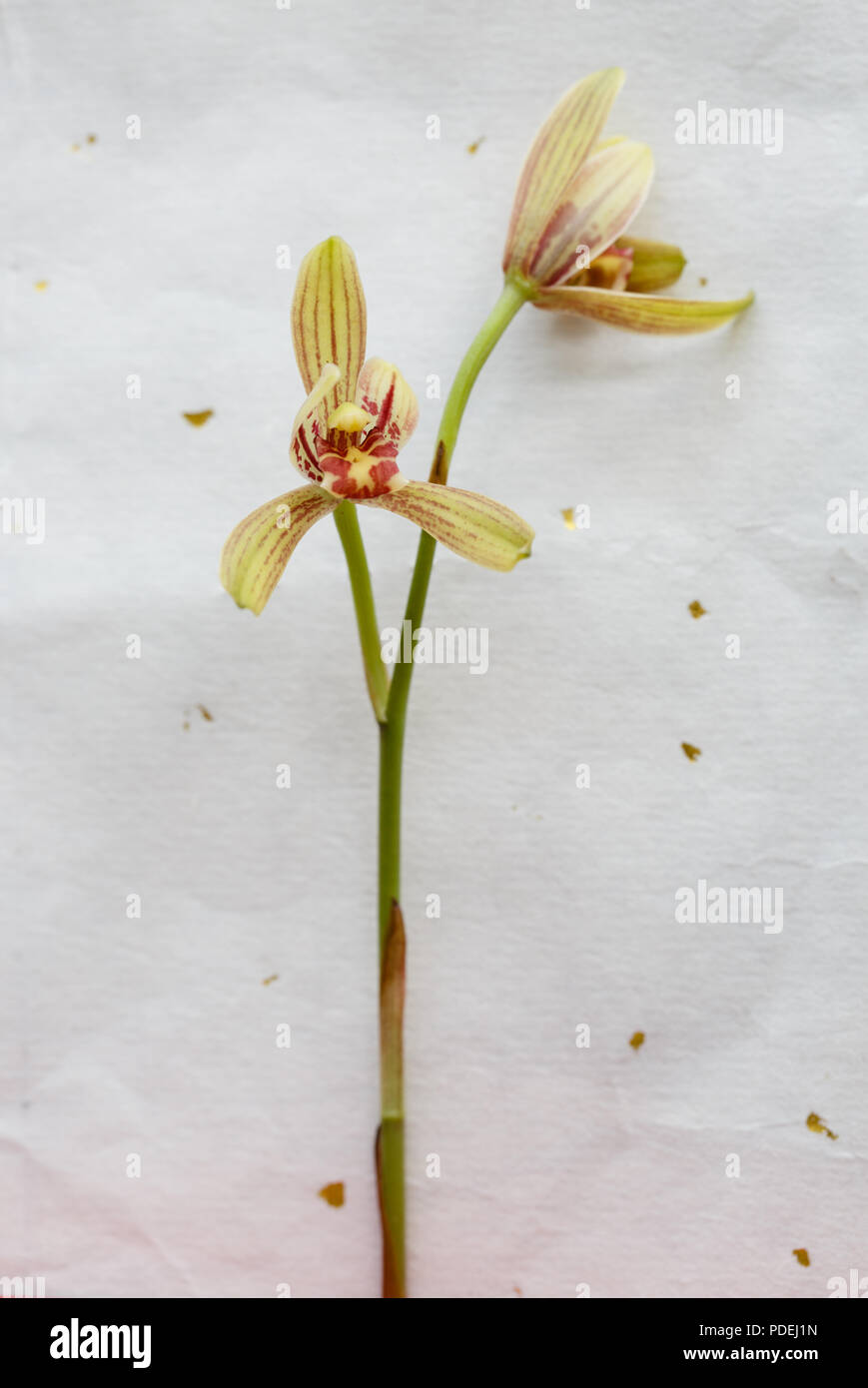 An orchid is on white rice paper Stock Photo - Alamy