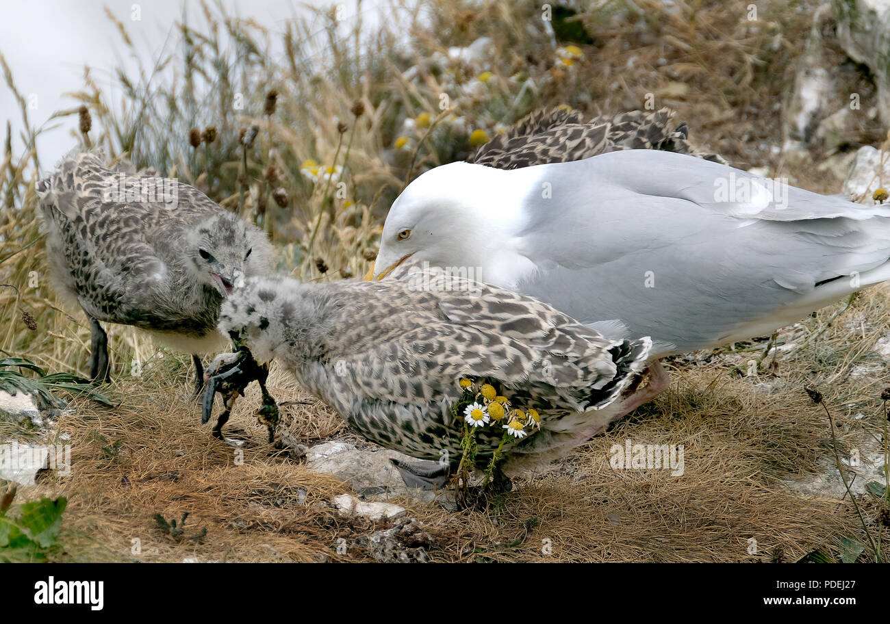 Inland reservoirs hi-res stock photography and images - Alamy