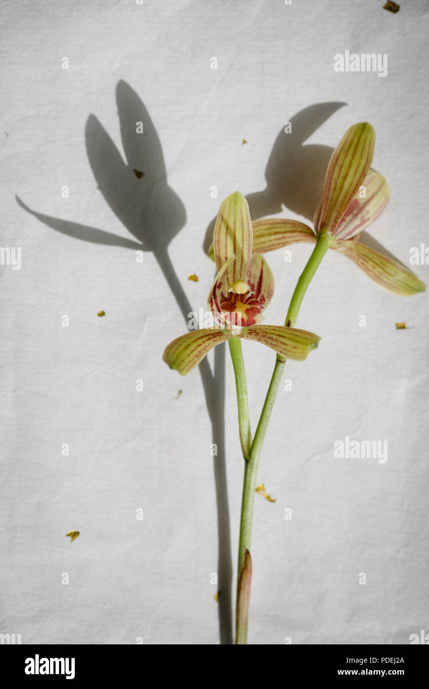 An orchid is on white rice paper Stock Photo - Alamy