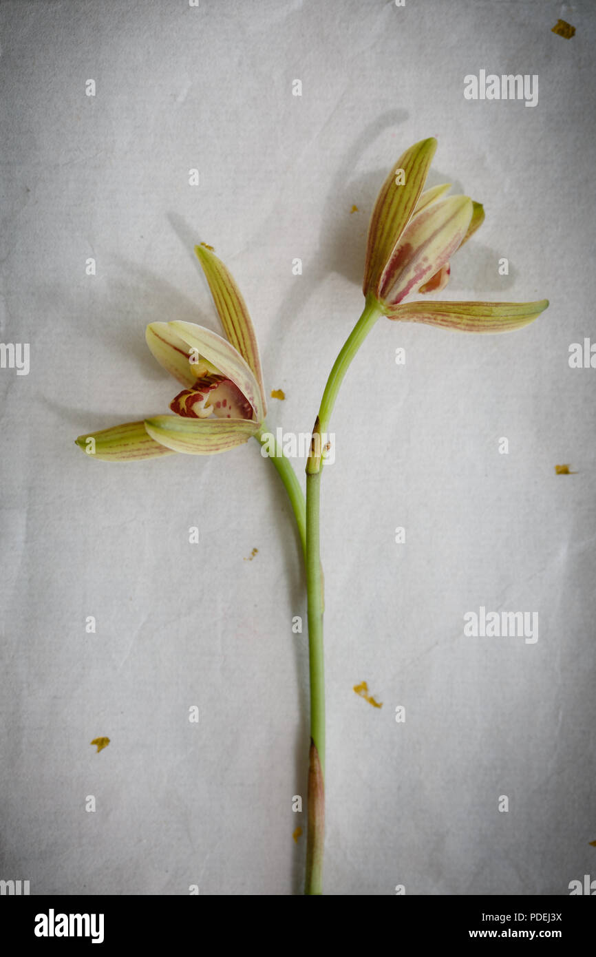 An orchid is on white rice paper Stock Photo - Alamy