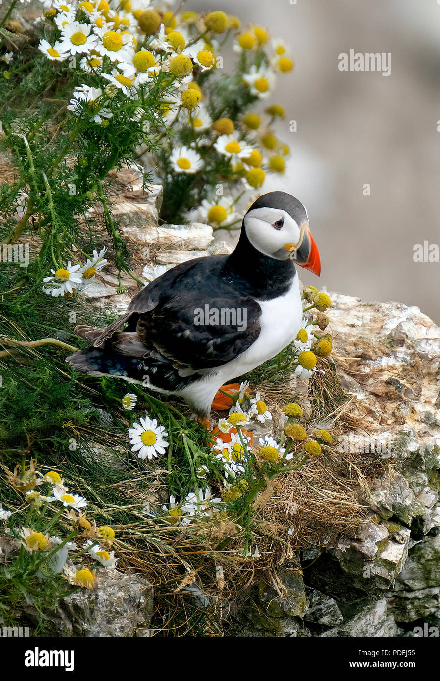 Puffins are unmistakable birds with their black back and white ...