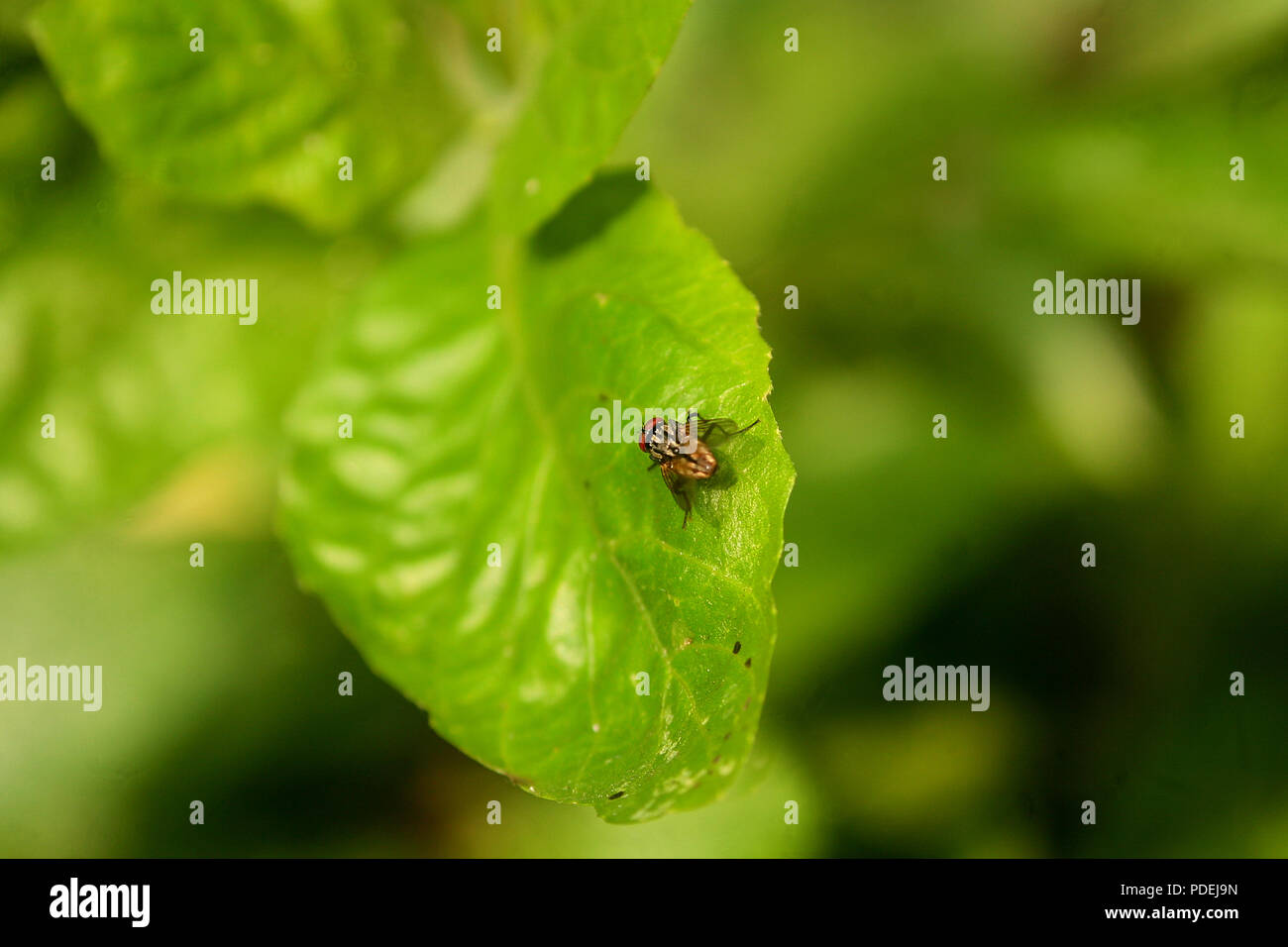 A single fly ready to fly Stock Photo - Alamy