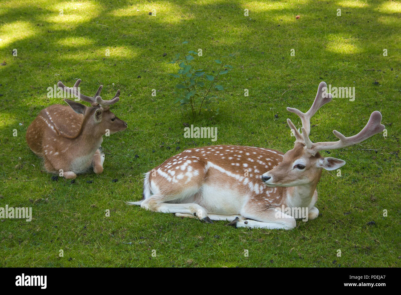 Deer sitting hi-res stock photography and images - Alamy