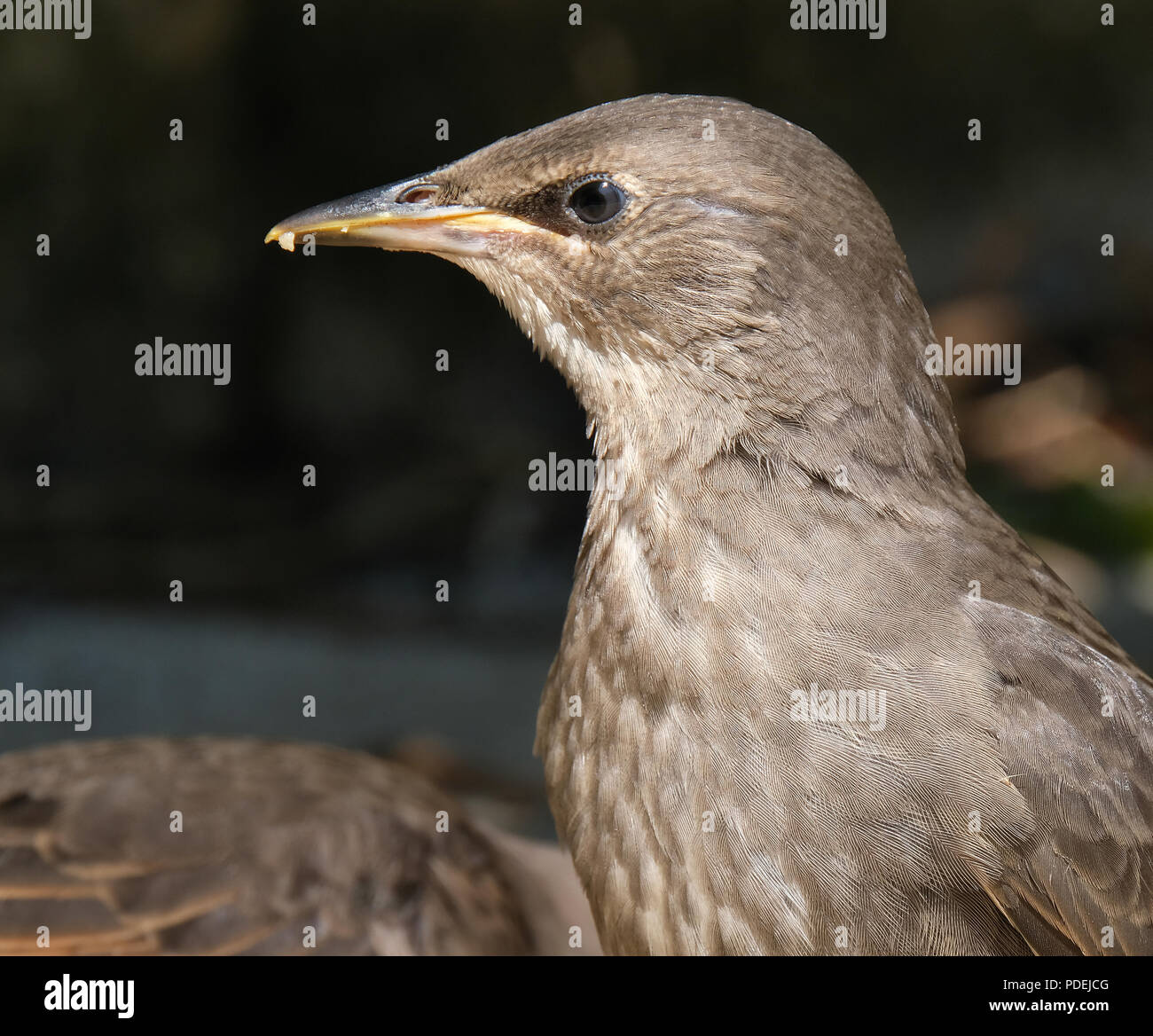 Starling in breeding plumage hi-res stock photography and images - Alamy
