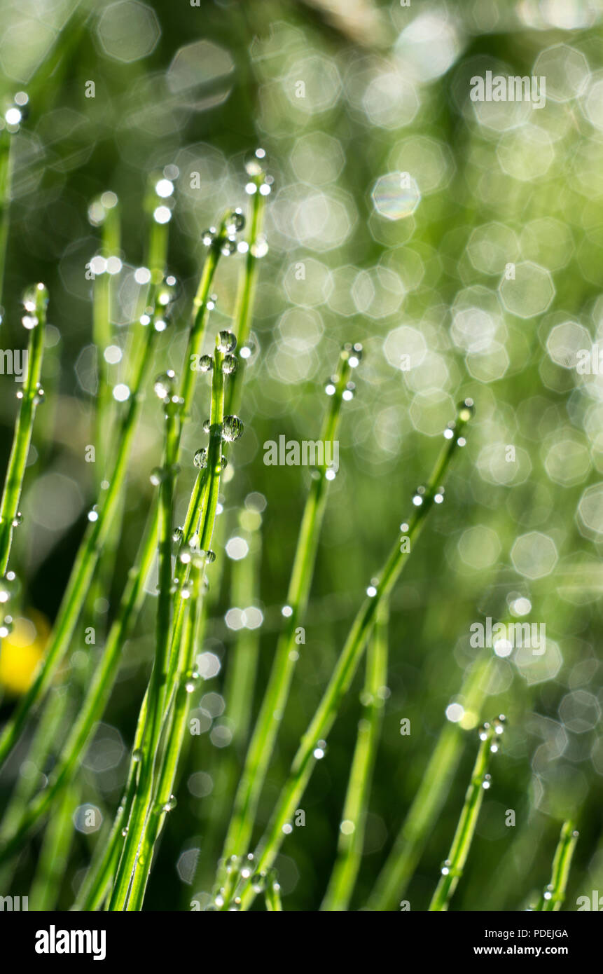 Stems of horsetail with dew drops early on a summer morning Stock Photo ...