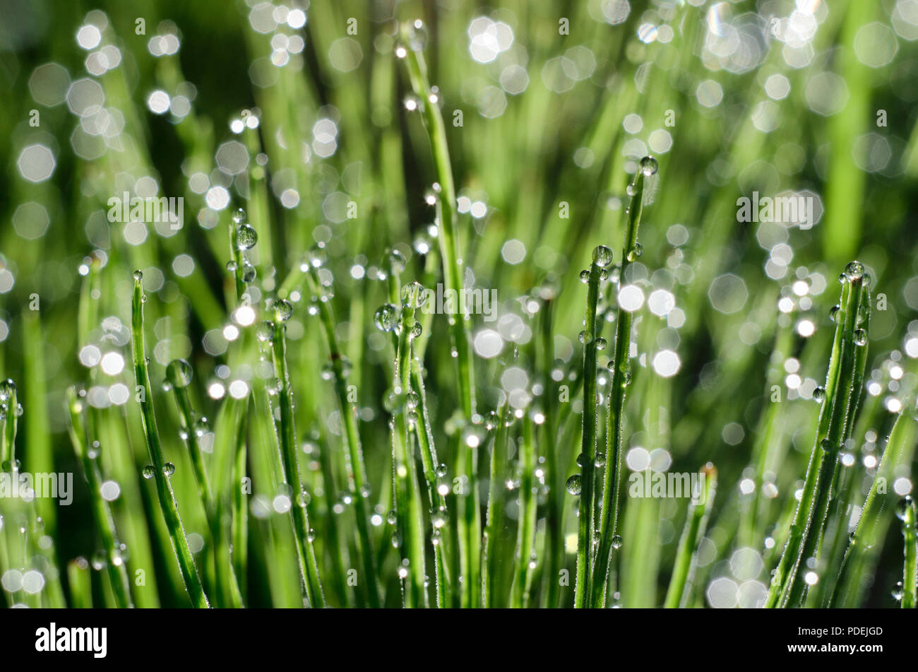 Stems of horsetail with dew drops and bokeh beautiful summer morning ...