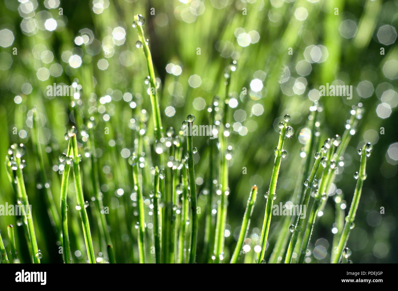 Stems of horsetail with dew drops and bokeh beautiful summer morning ...