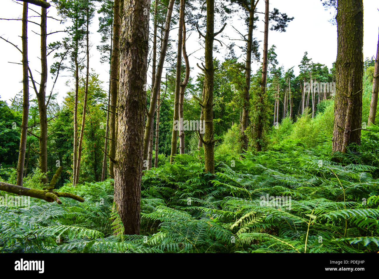 Woodland vistas hi-res stock photography and images - Alamy