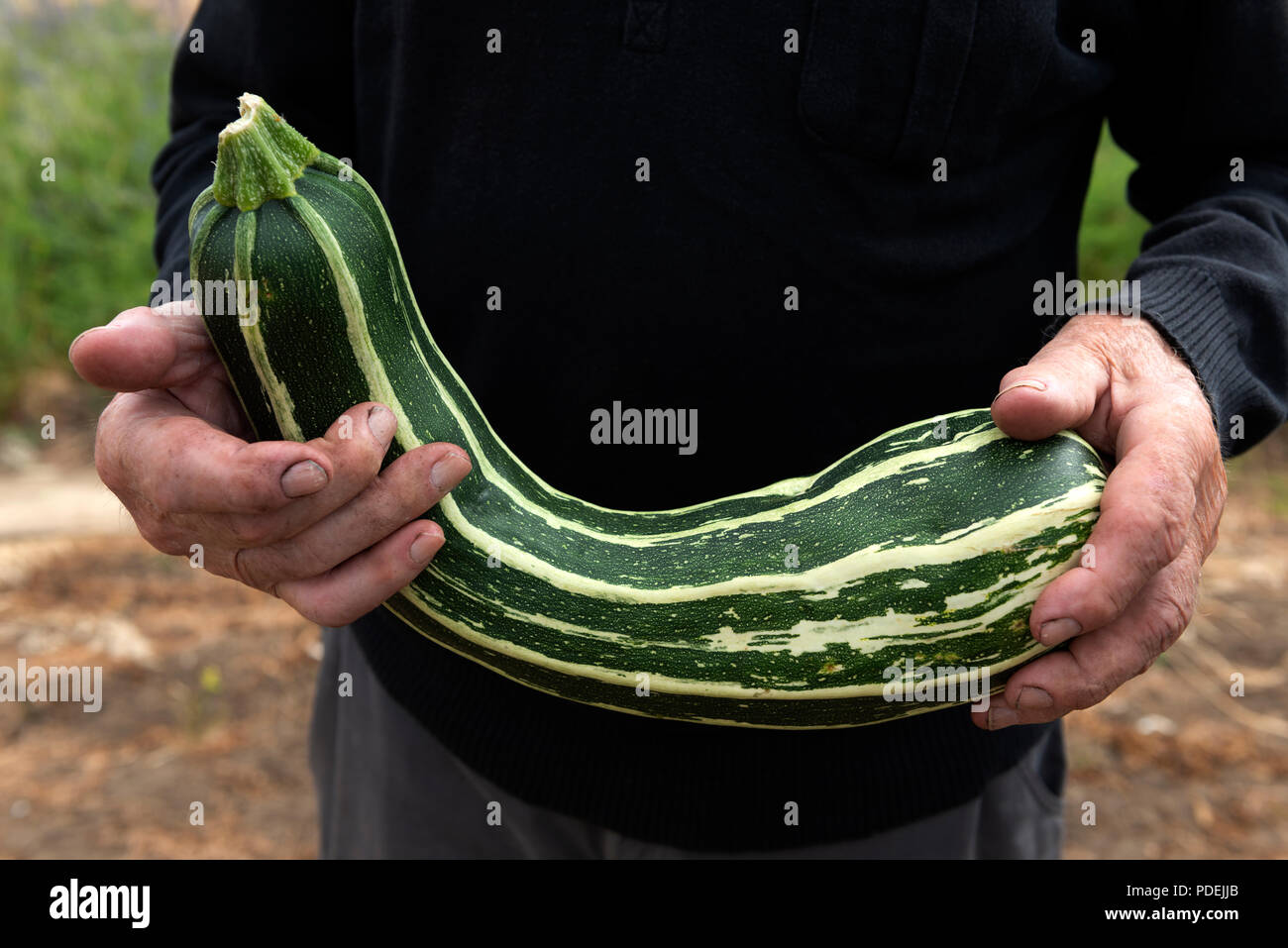 Gardener holding large homegrown marrow Stock Photo - Alamy