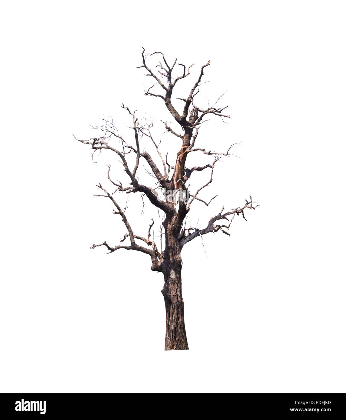 Dry tree isolate on white background Stock Photo - Alamy