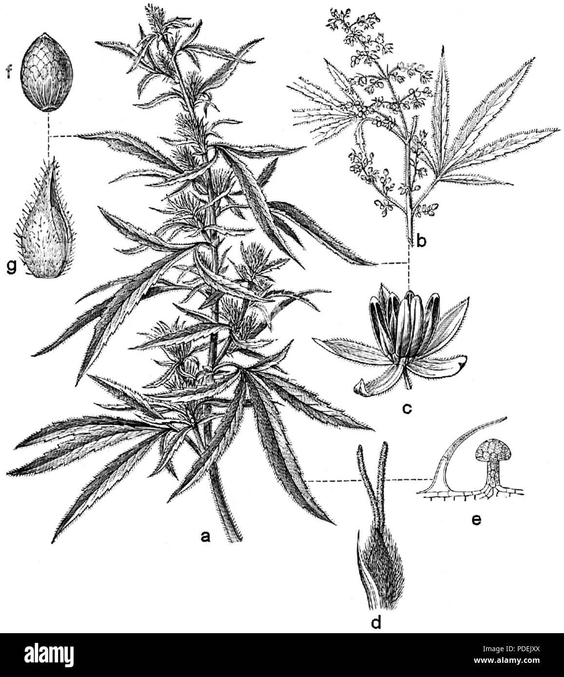 Hemp marijuana cannabis sativa Black and White Stock Photos & Images ...