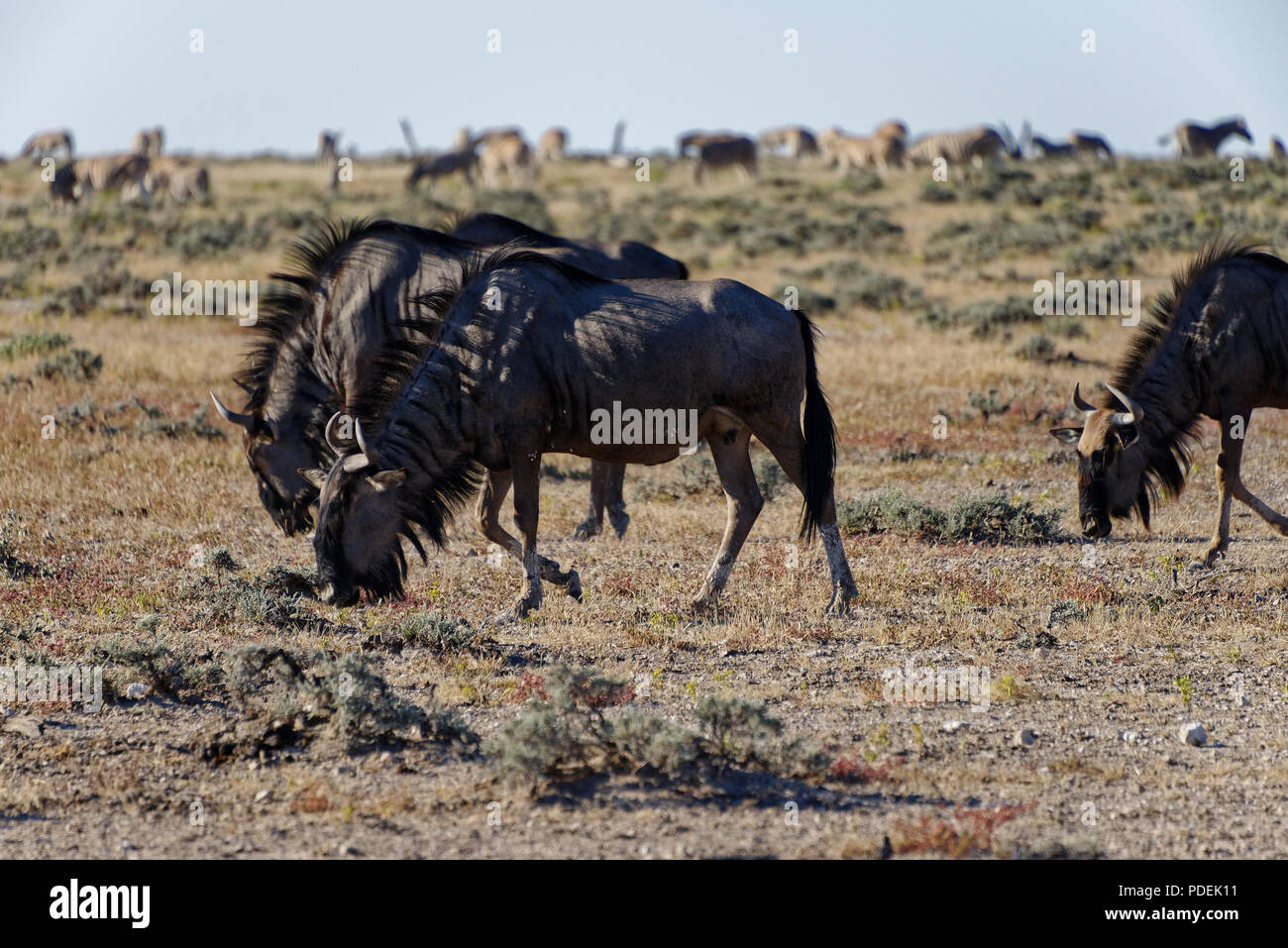 African grazing animals hi-res stock photography and images - Alamy