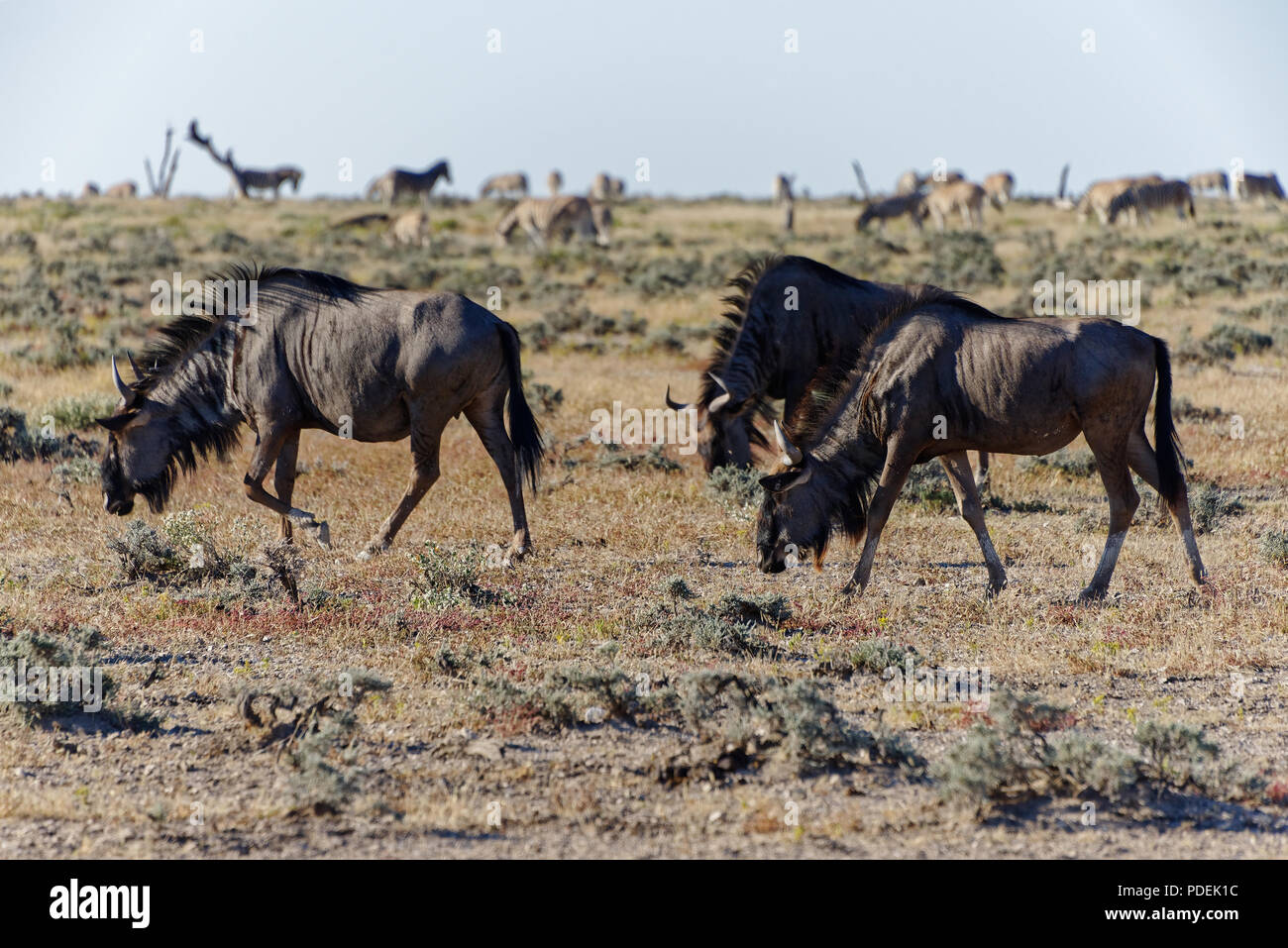 African savannah grazing hi-res stock photography and images - Alamy