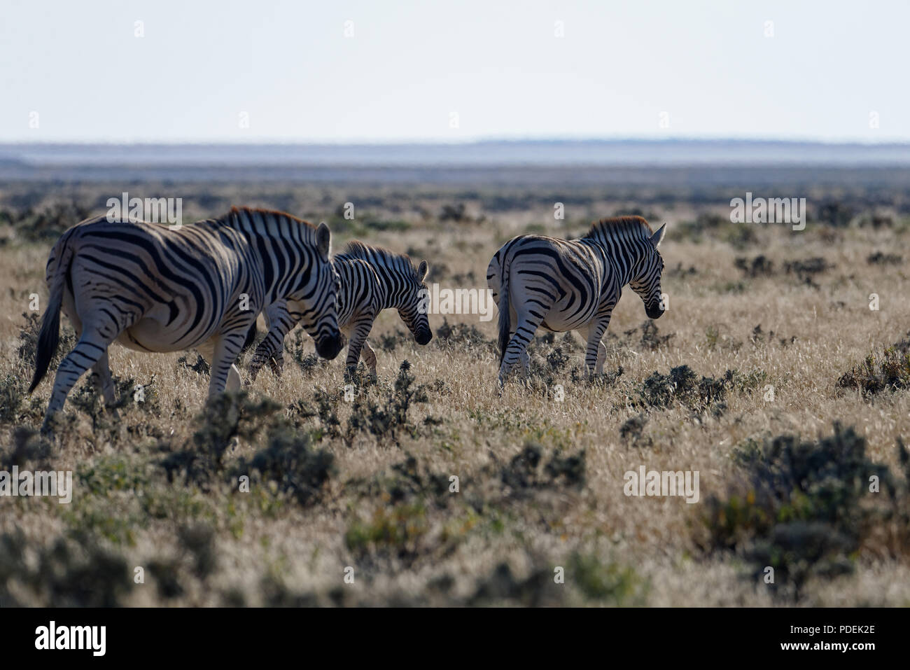 Lets go zebras hi-res stock photography and images - Alamy