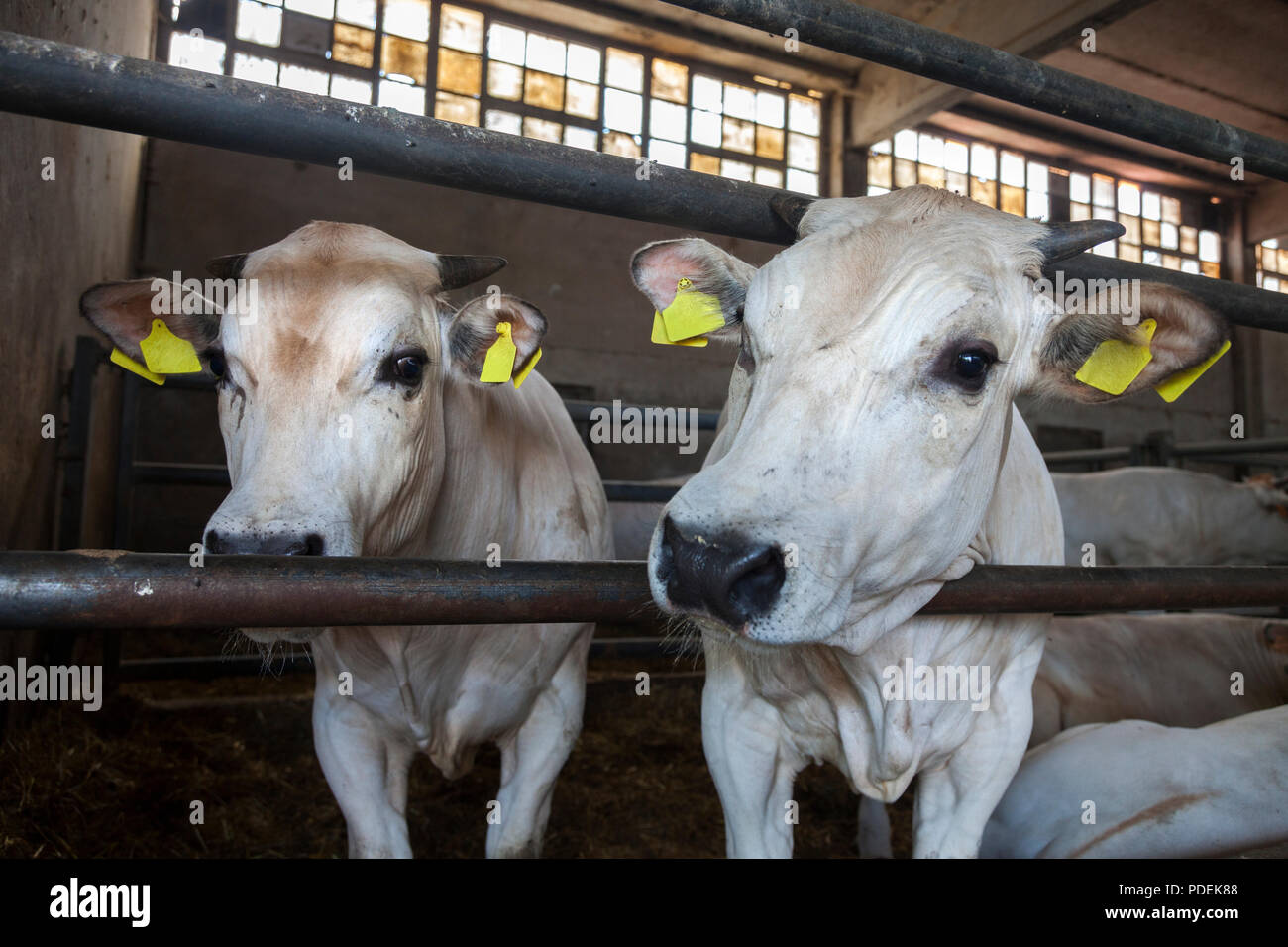 white cows inside barn on organic farm in italy Stock Photo - Alamy