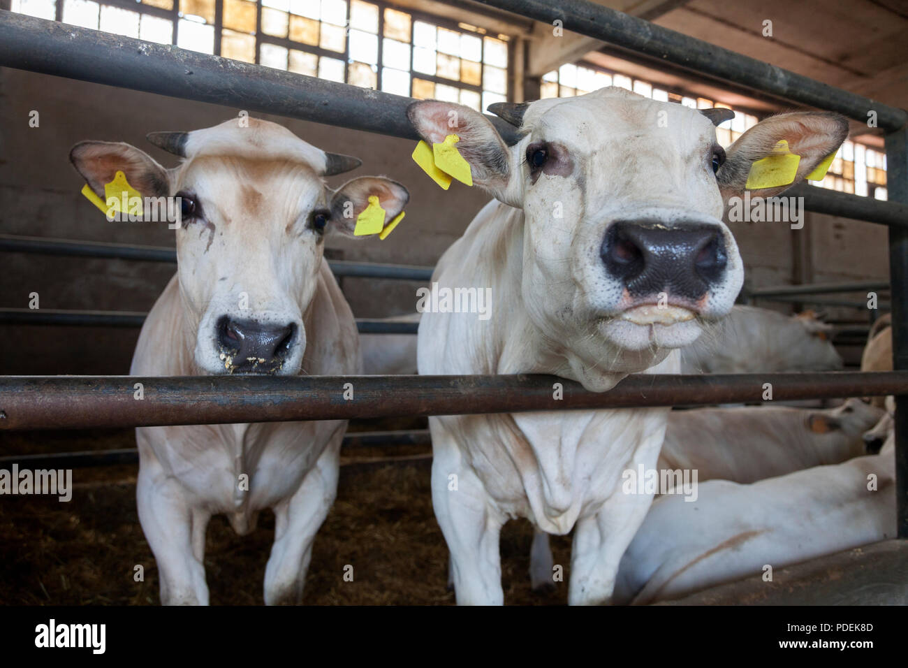 white cows inside barn on organic farm in italy Stock Photo - Alamy