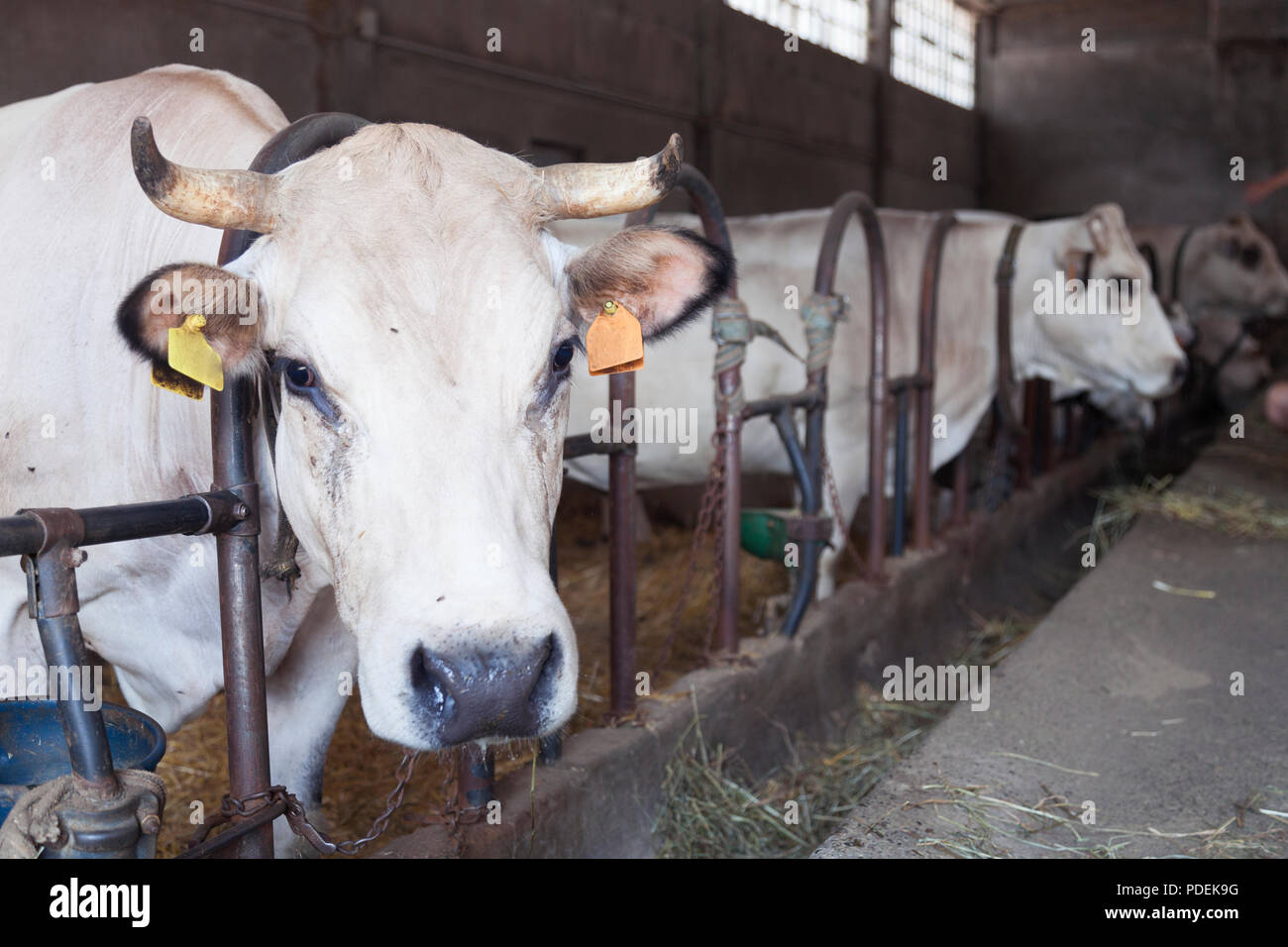 white cows inside barn on organic farm in italy Stock Photo - Alamy