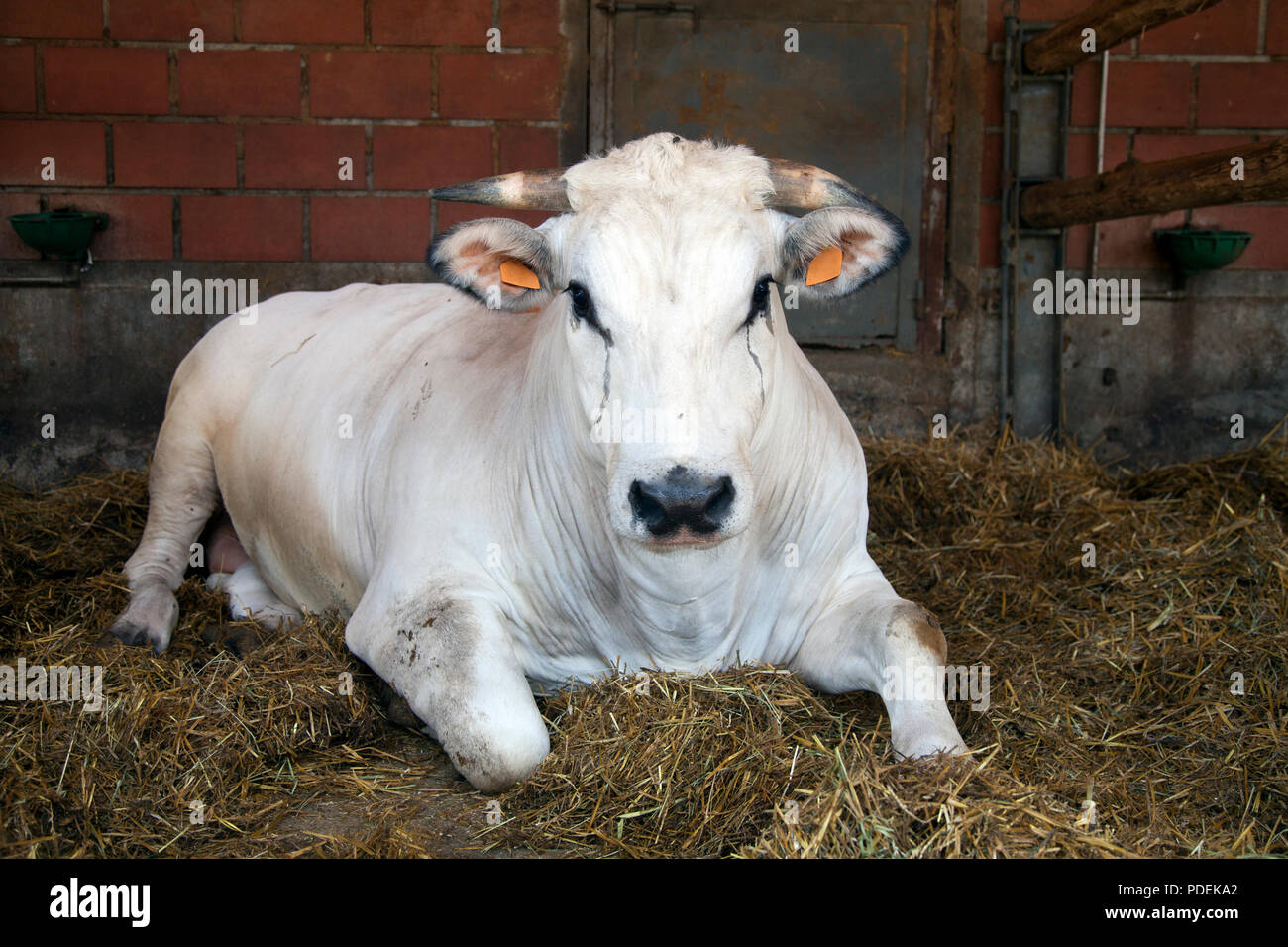 white cows inside barn on organic farm in italy Stock Photo - Alamy