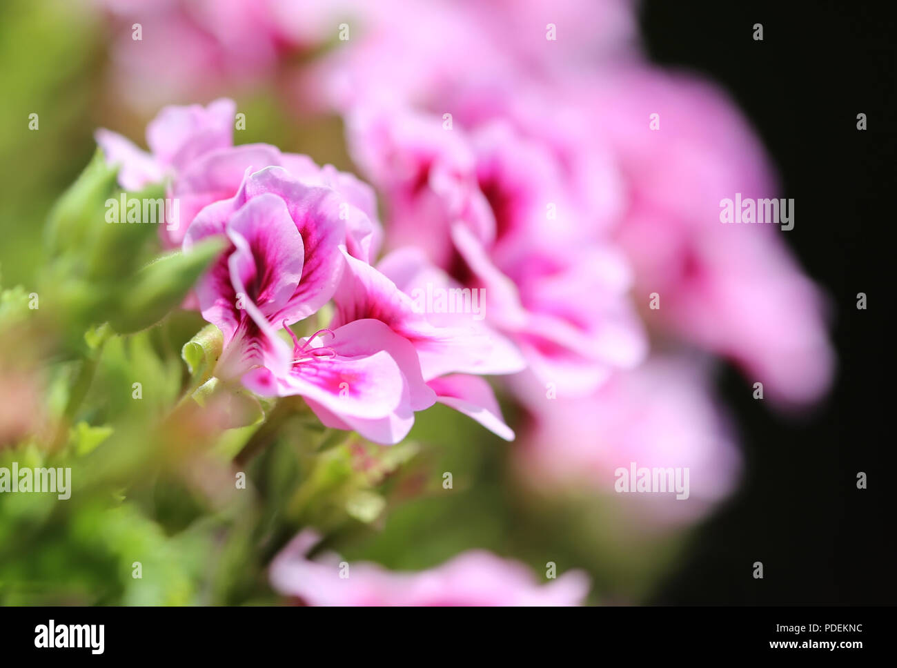 Rose Geranium High Resolution Stock Photography and Images - Alamy
