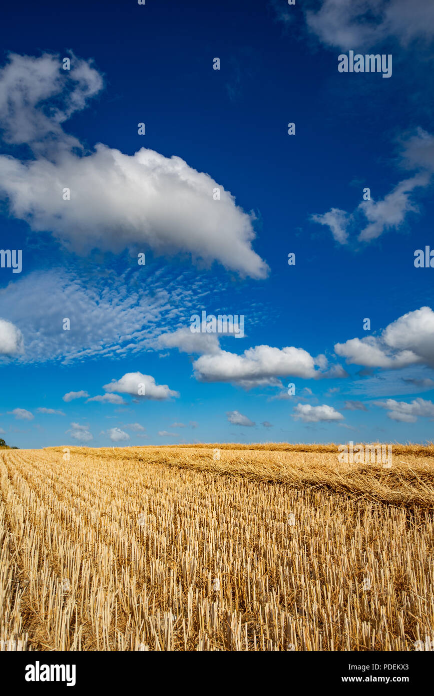 Freshly cut field of wheat or barley on a summers day on the South ...
