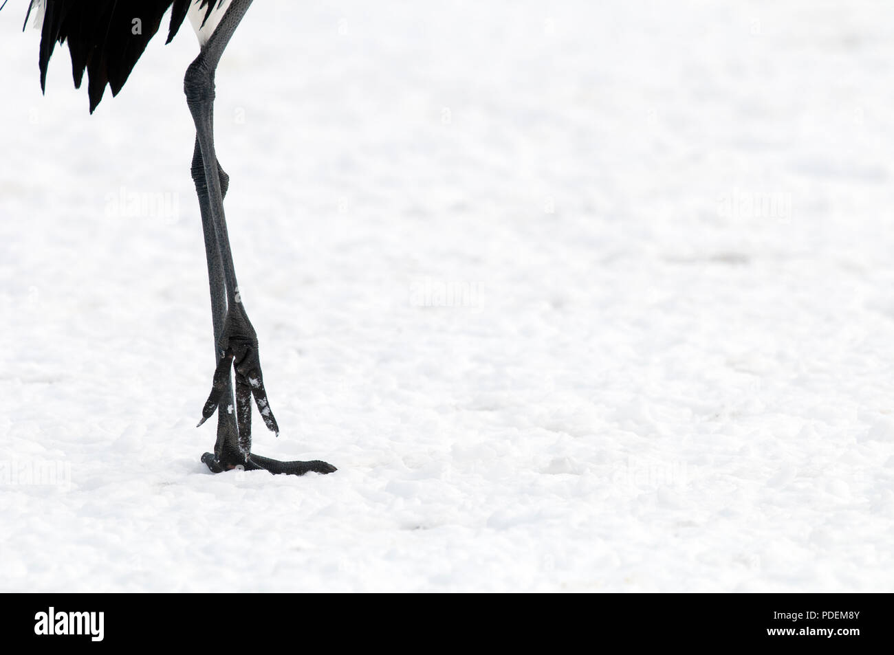 Japanese crane, Red-crowned crane (Grus japonensis), Legs, Japan Stock ...