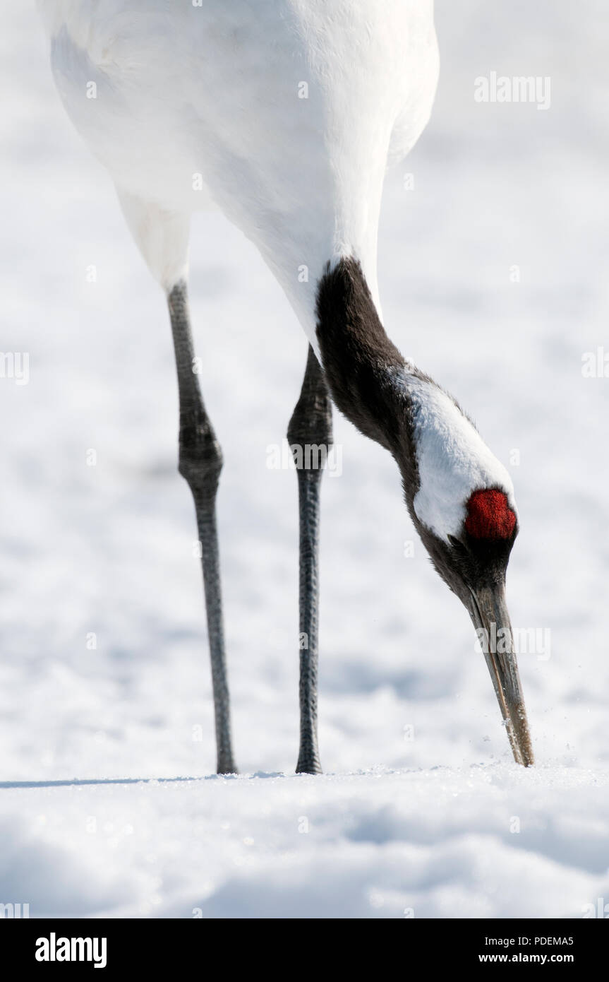 Japanese crane, Red-crowned crane (Grus japonensis) , Japan Stock Photo ...