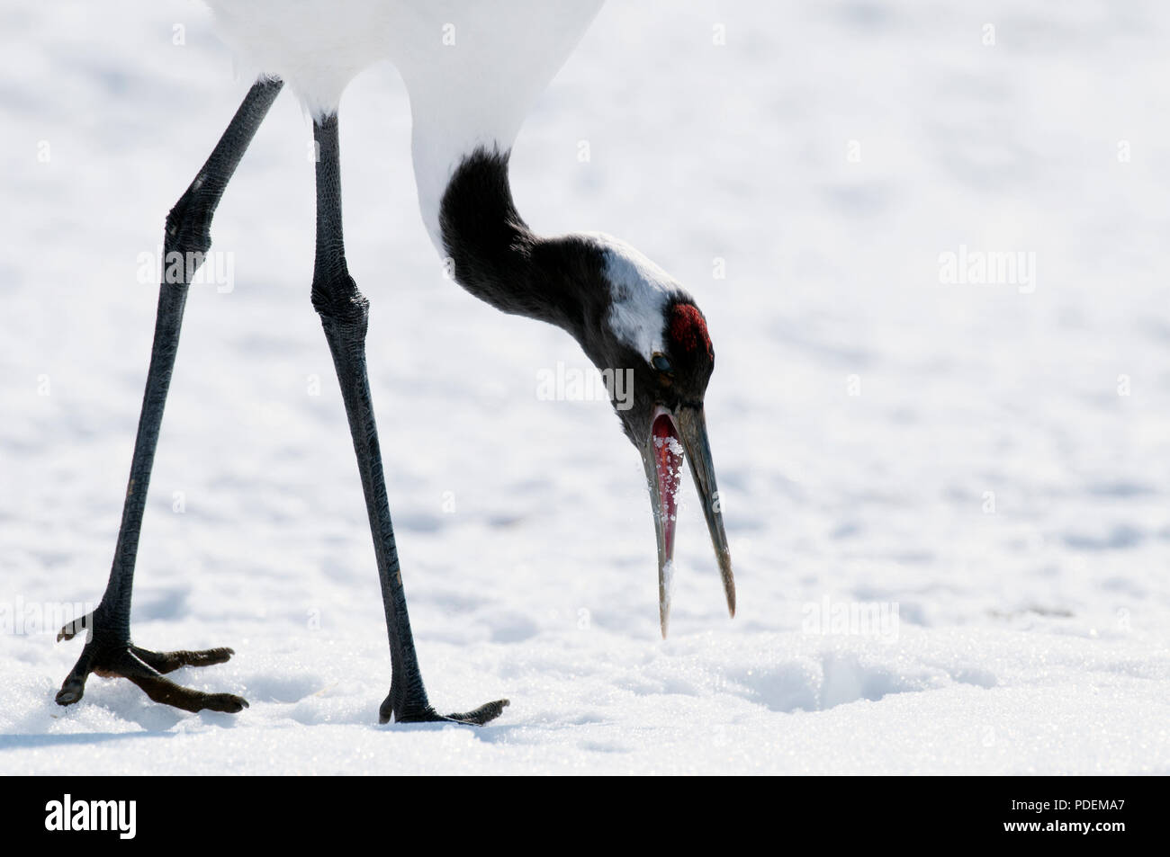 Japanese crane, Red-crowned crane (Grus japonensis), close-up, Japan ...