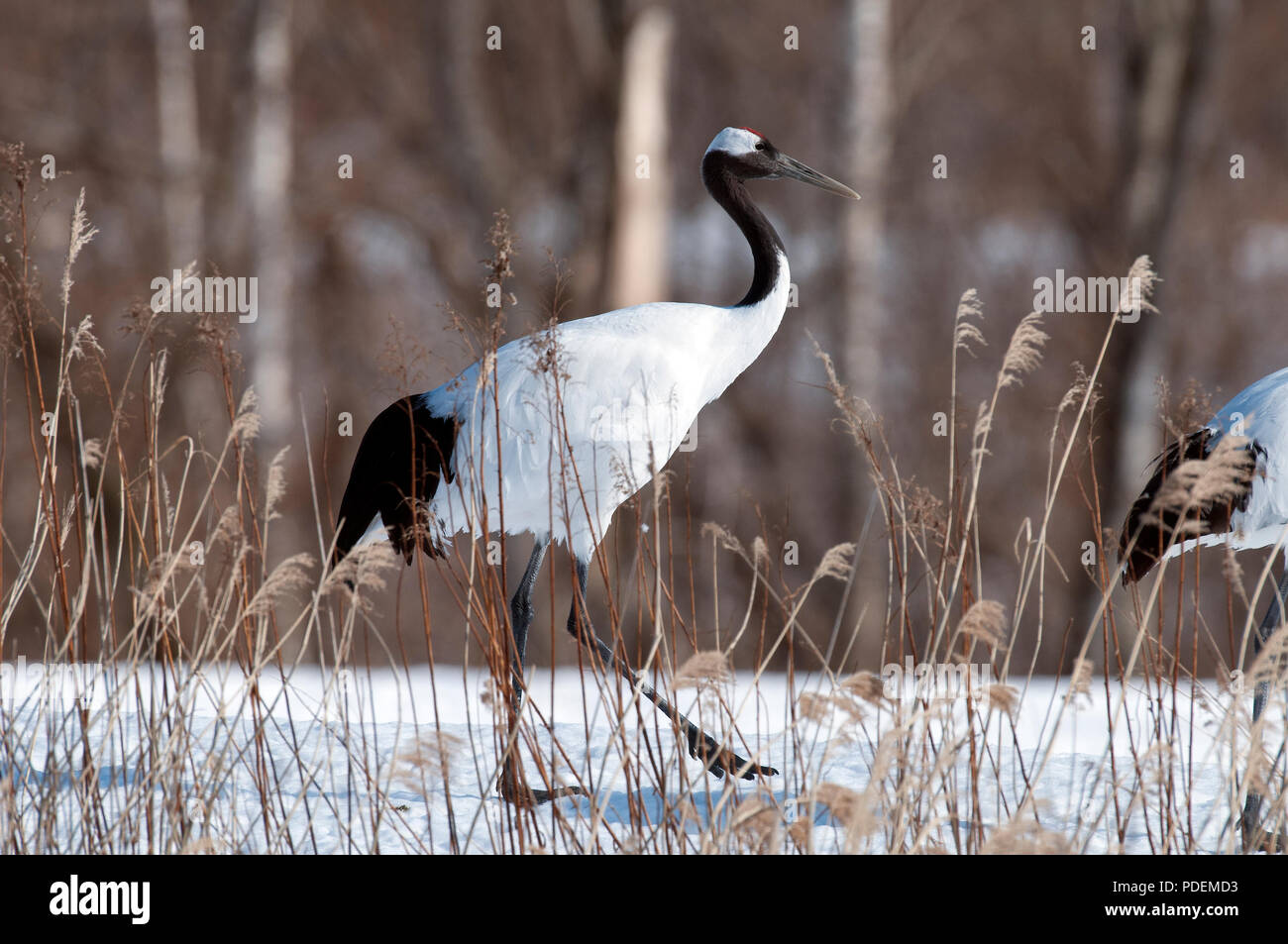 Japanese crane, Red-crowned crane (Grus japonensis), Japan Stock Photo ...