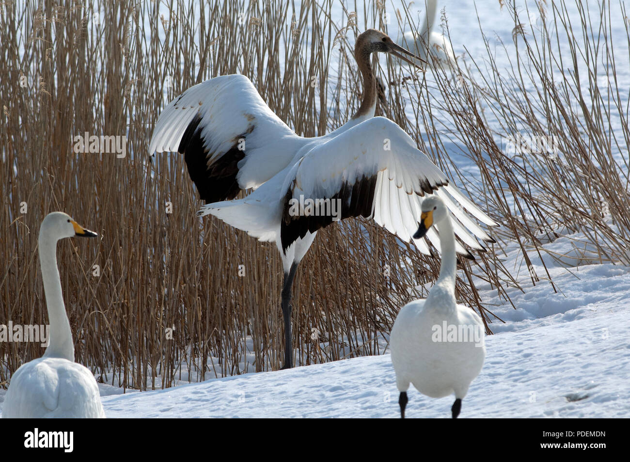 Japanese crane, Red-crowned crane (Grus japonensis) young, Japan Stock ...