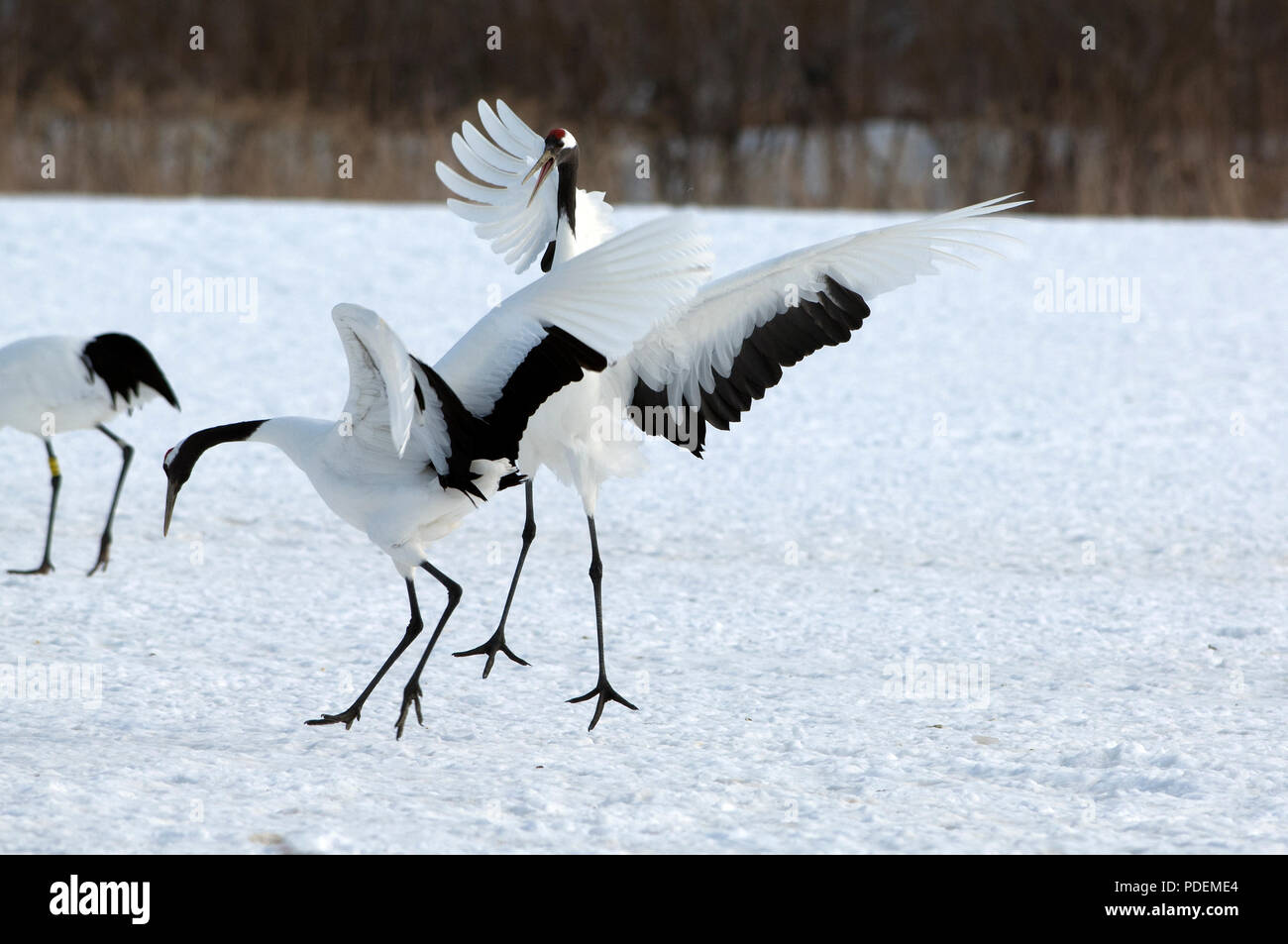 Japanese crane, Red-crowned crane (Grus japonensis) couple dancing ...