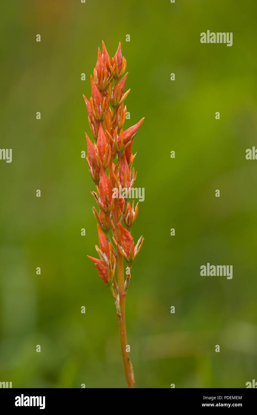 Bog Asphodel, Wildflower Stock Photo - Alamy