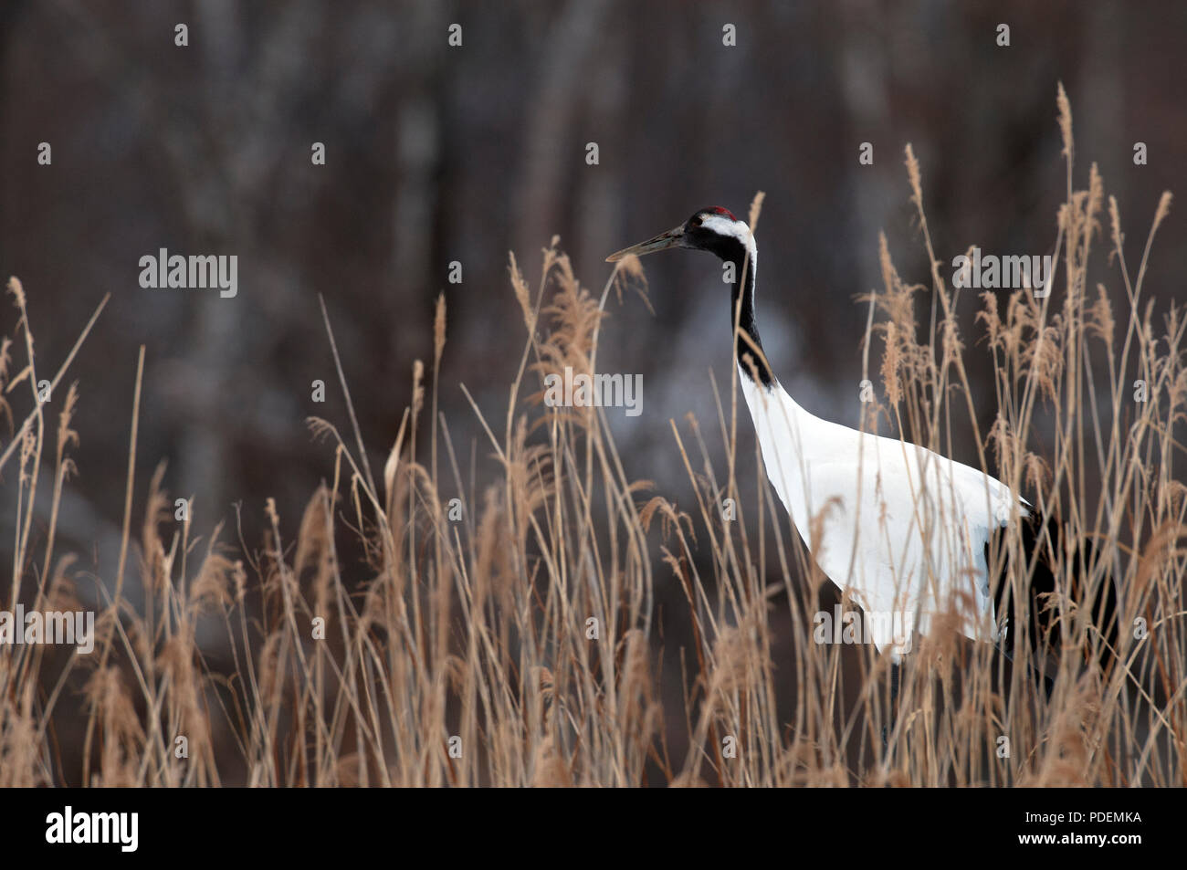 Japanese red crowned crane hi-res stock photography and images - Alamy