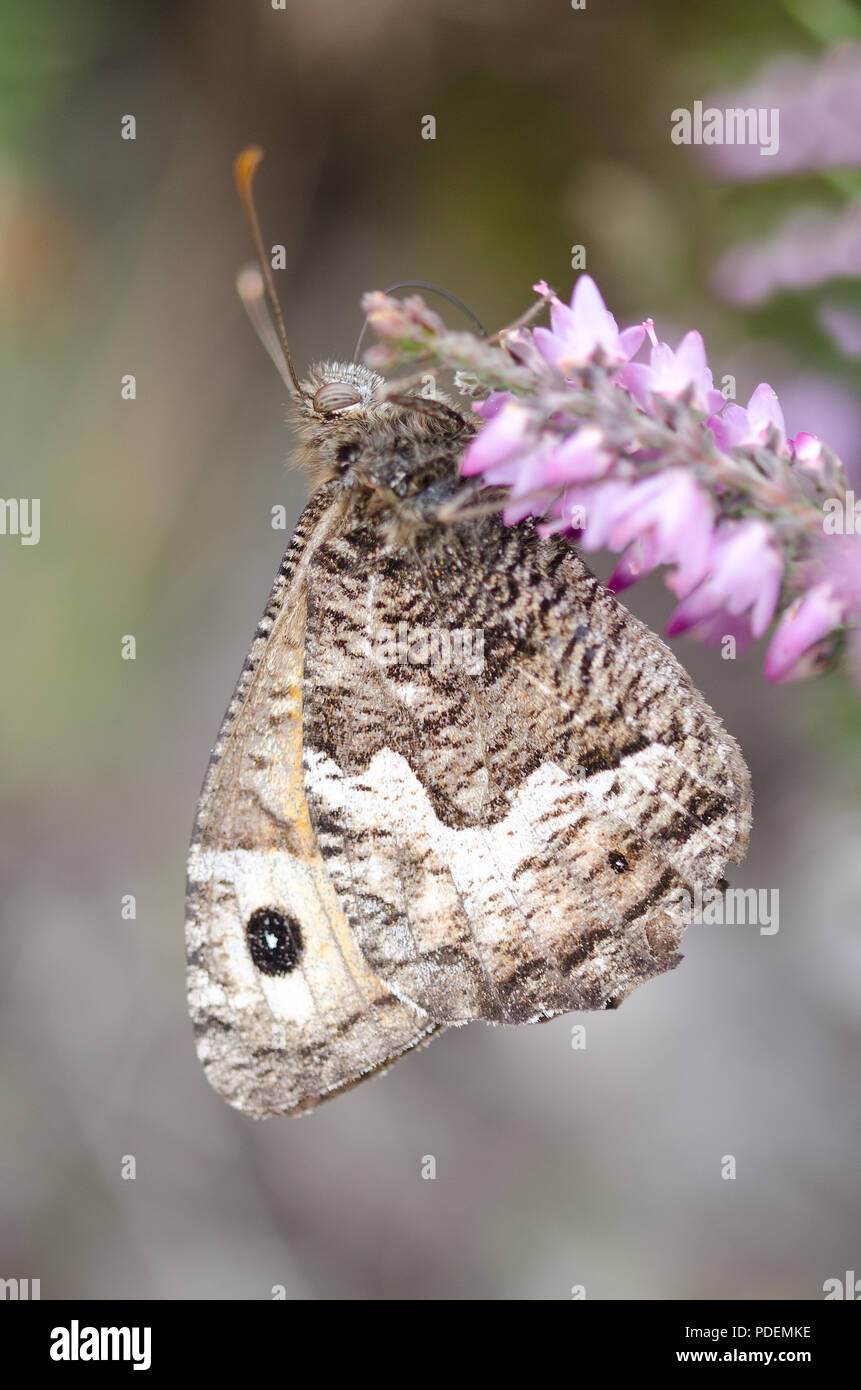 Heather and butterfly uk hi-res stock photography and images - Alamy