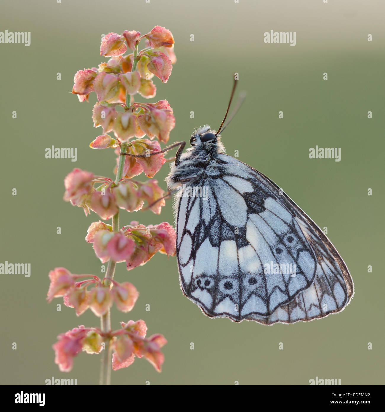 Roosting Marbled White Butterfly Stock Photo - Alamy