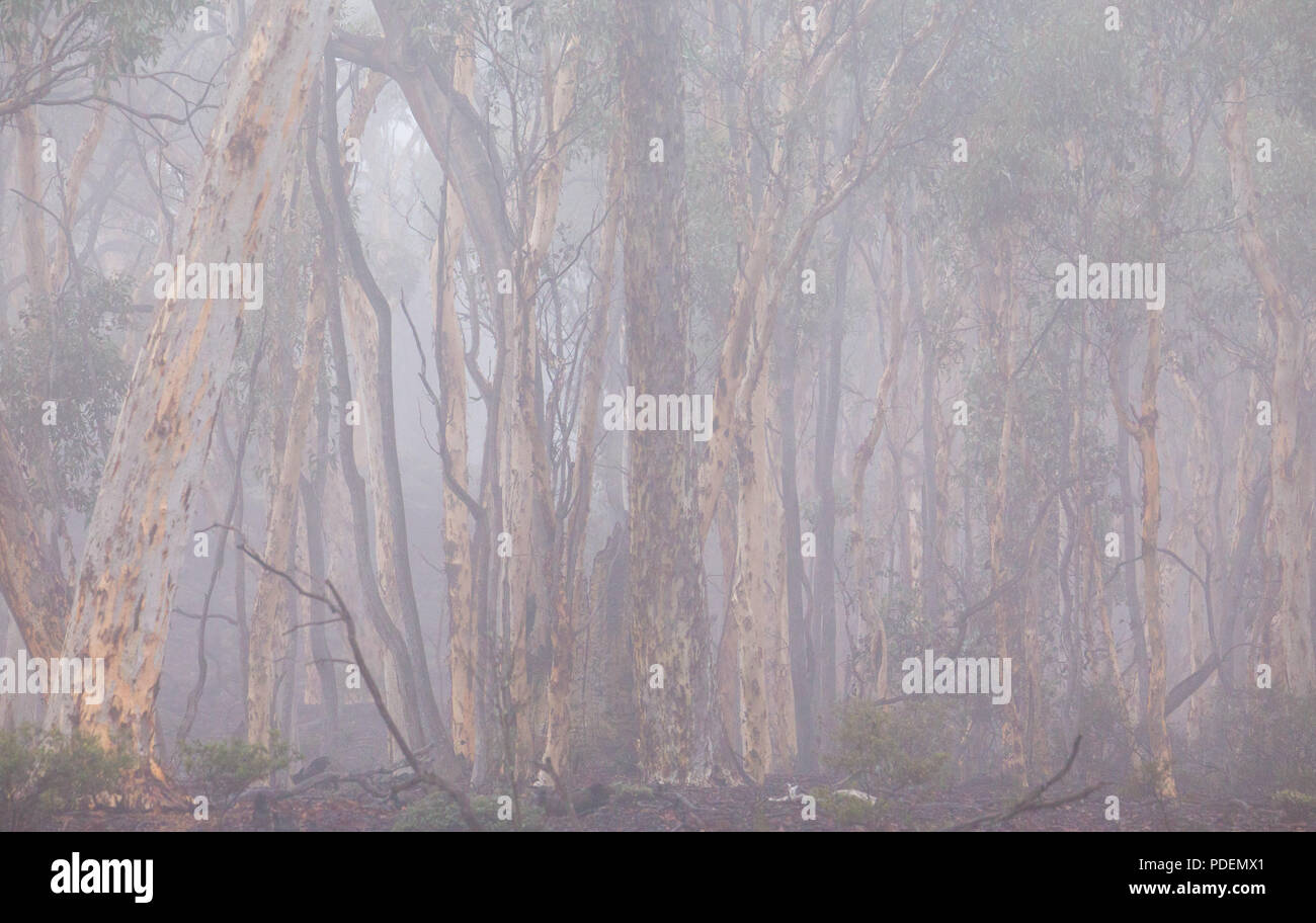 Early morning mist in wandoo woodland (Eucalyptus wandoo), Dryandra ...