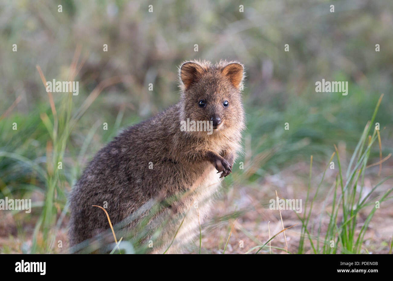 Quokka (Setonix brachyurus) in the wild, Rottnest Island, Western ...