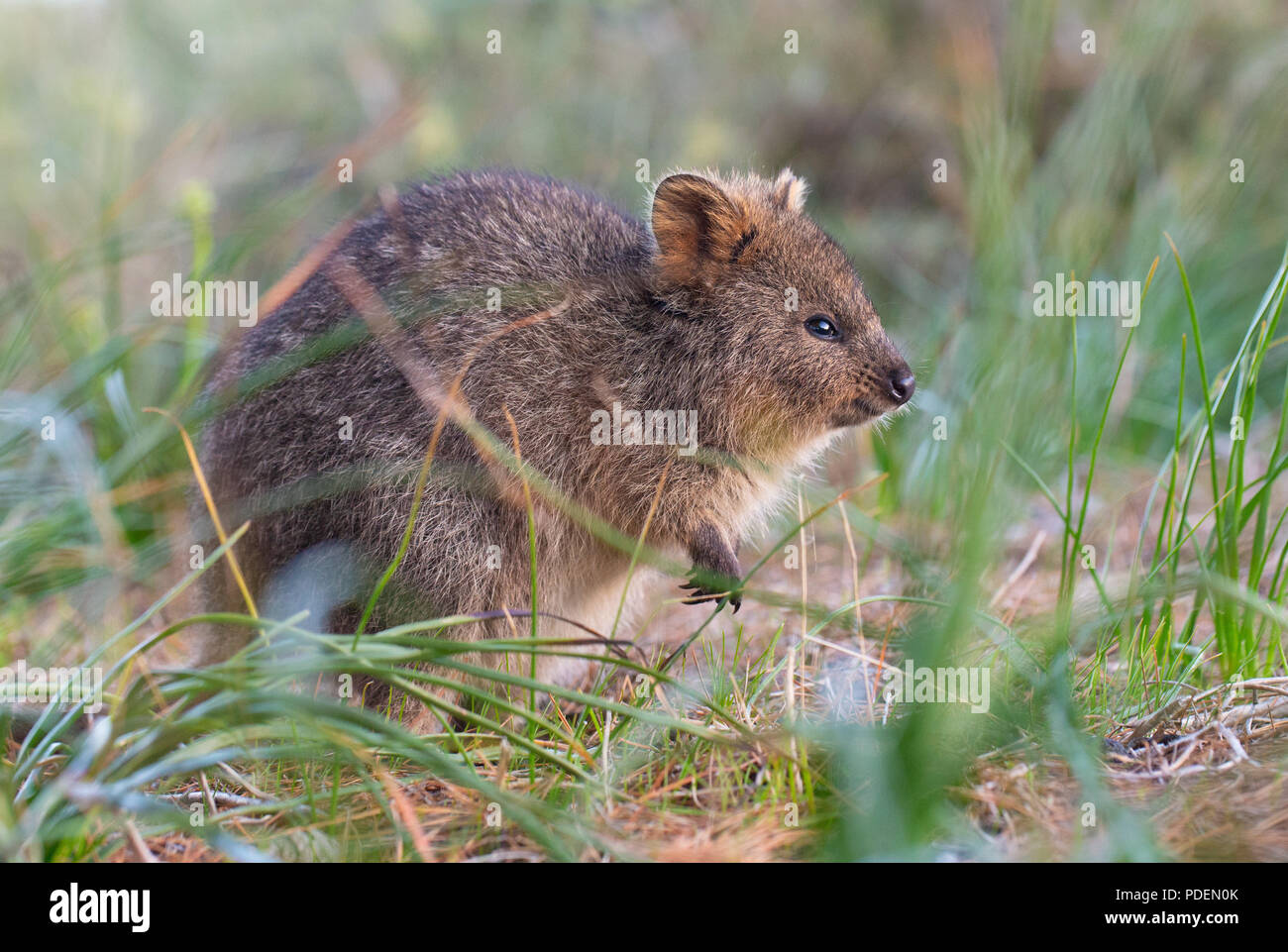 Quokka (Setonix brachyurus) in the wild, Rottnest Island, Western ...