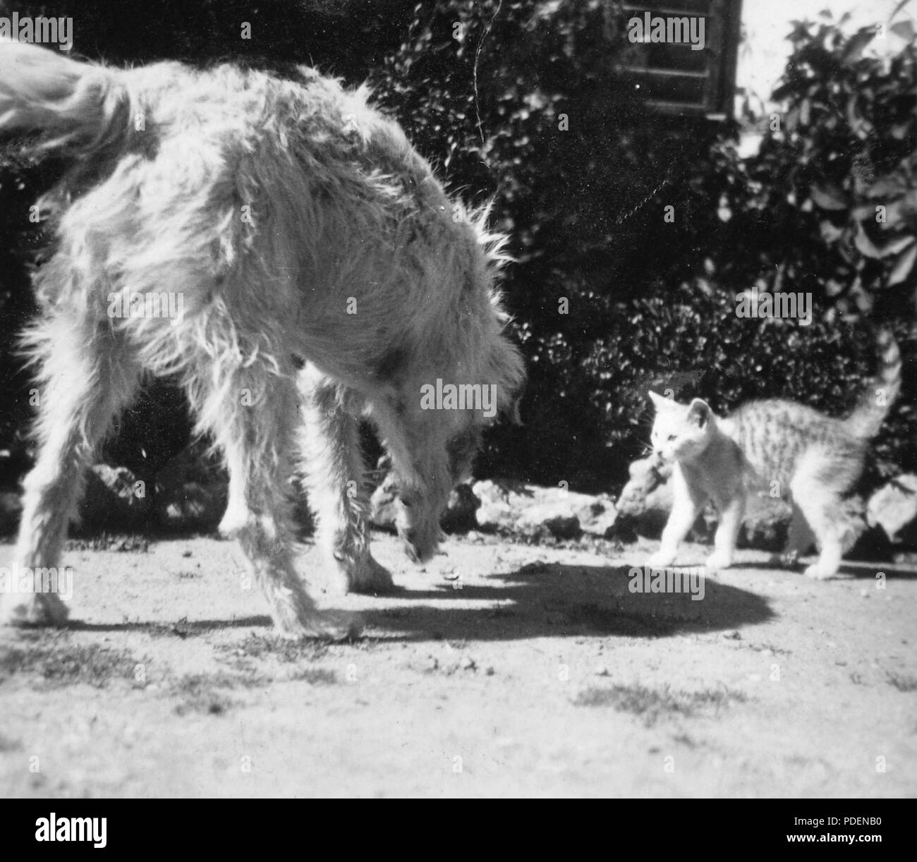 Cat and setting Black and White Stock Photos & Images - Alamy