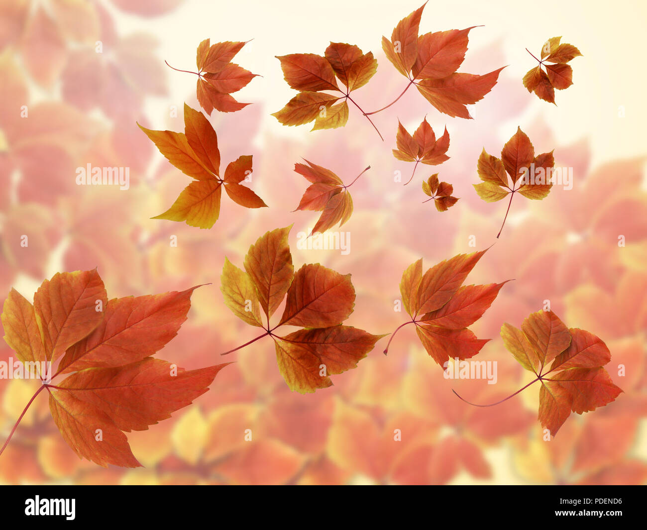 Autumn fall background. Many colorful red and orange autumn leaves with ...