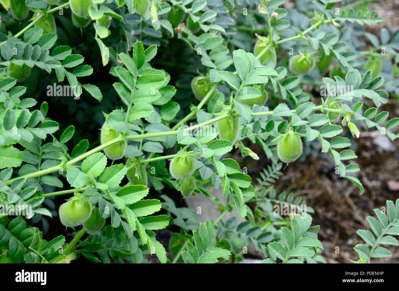 Chickpeas growing in an organic garden hi-res stock photography and ...