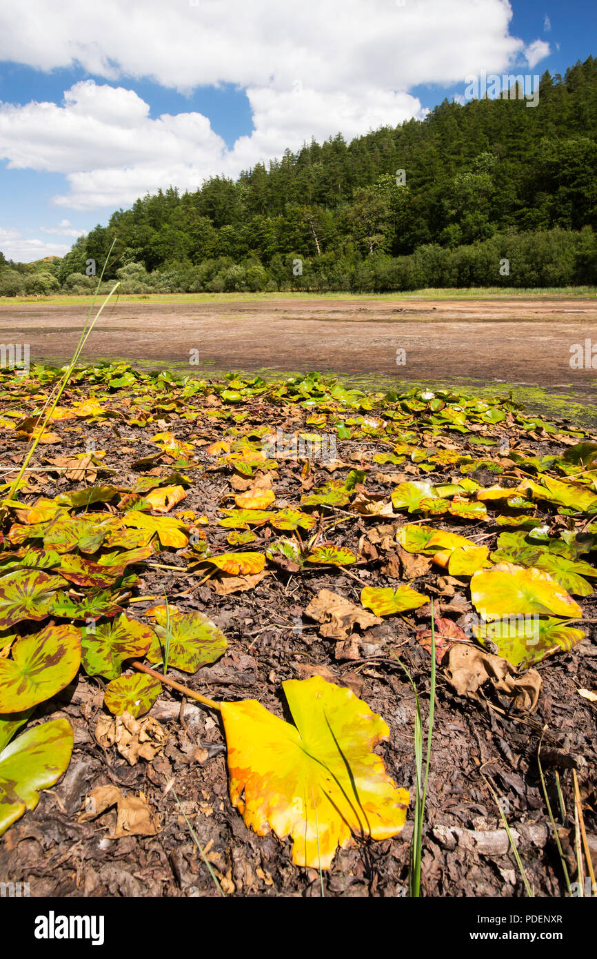 Water Lillies left high and dry in Yew Tree tarn near Coniston, Lake ...