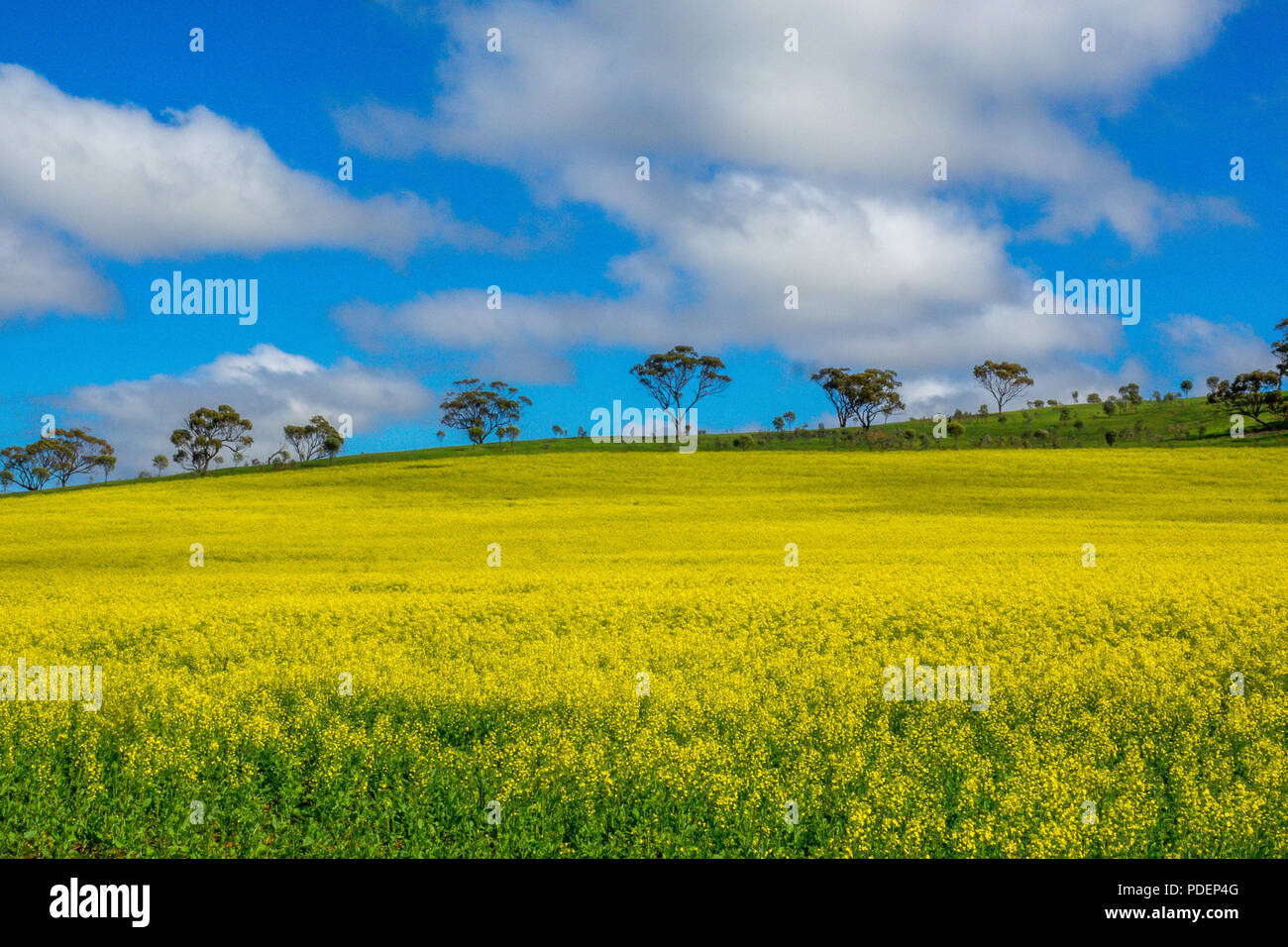 Canola crop, York, Western Australia Stock Photo - Alamy