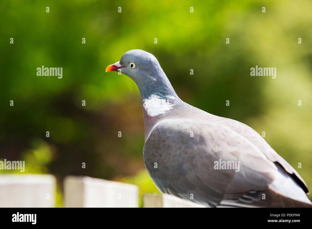Tame wood pigeon hi-res stock photography and images - Alamy
