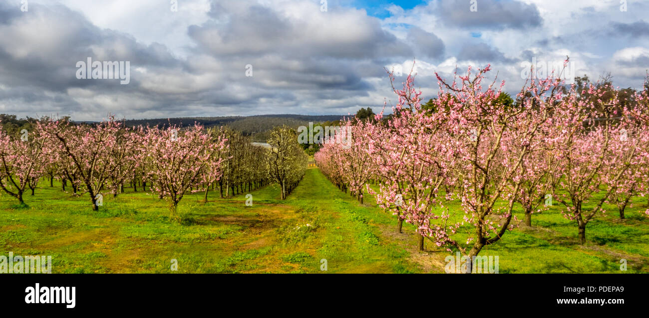 Brook blossom hi-res stock photography and images - Alamy